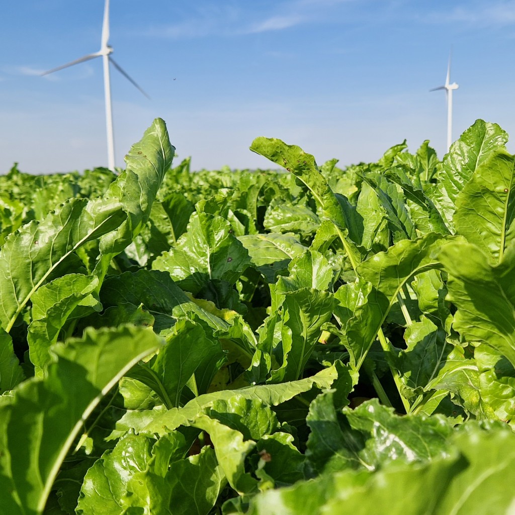 Pourquoi faire de la betterave fourragère ? Production de betteraveMOMONT