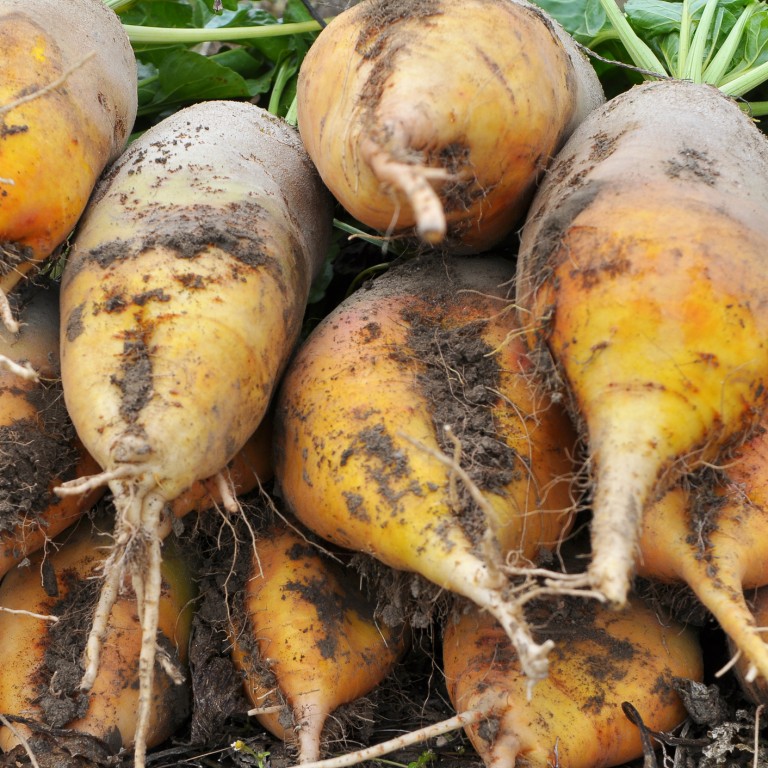 Pourquoi faire de la betterave fourragère ? Production de betteraveMOMONT