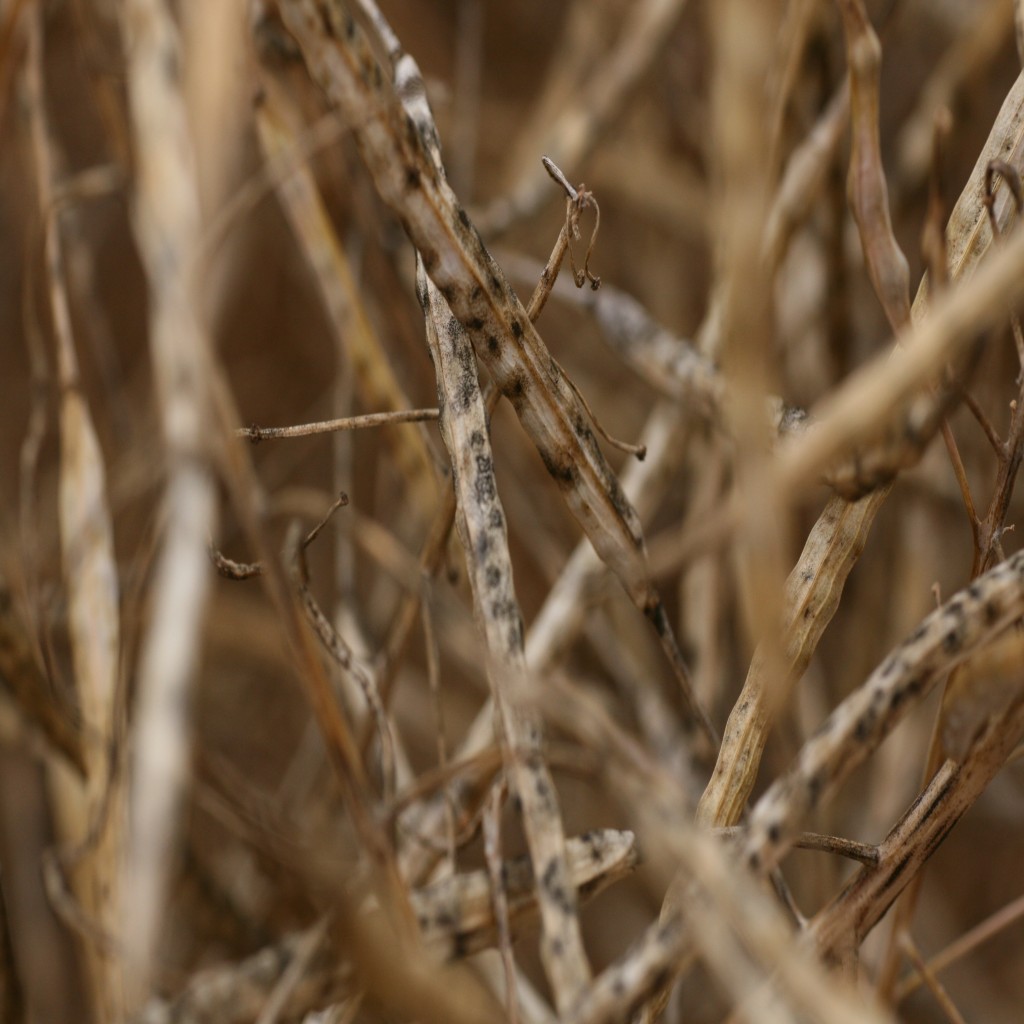 Les maladies du Colza: Phoma, Cylindrosporiose, Oïdium, Mycosphaerella ...