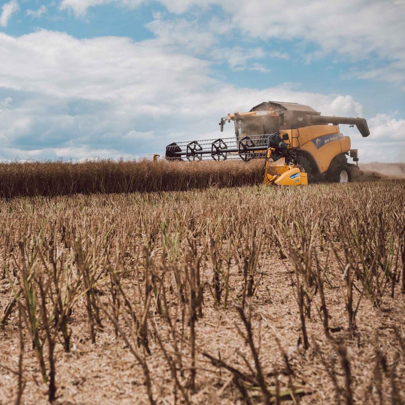 Quand et comment récolter le colza ? Date, période de récolteMOMONT