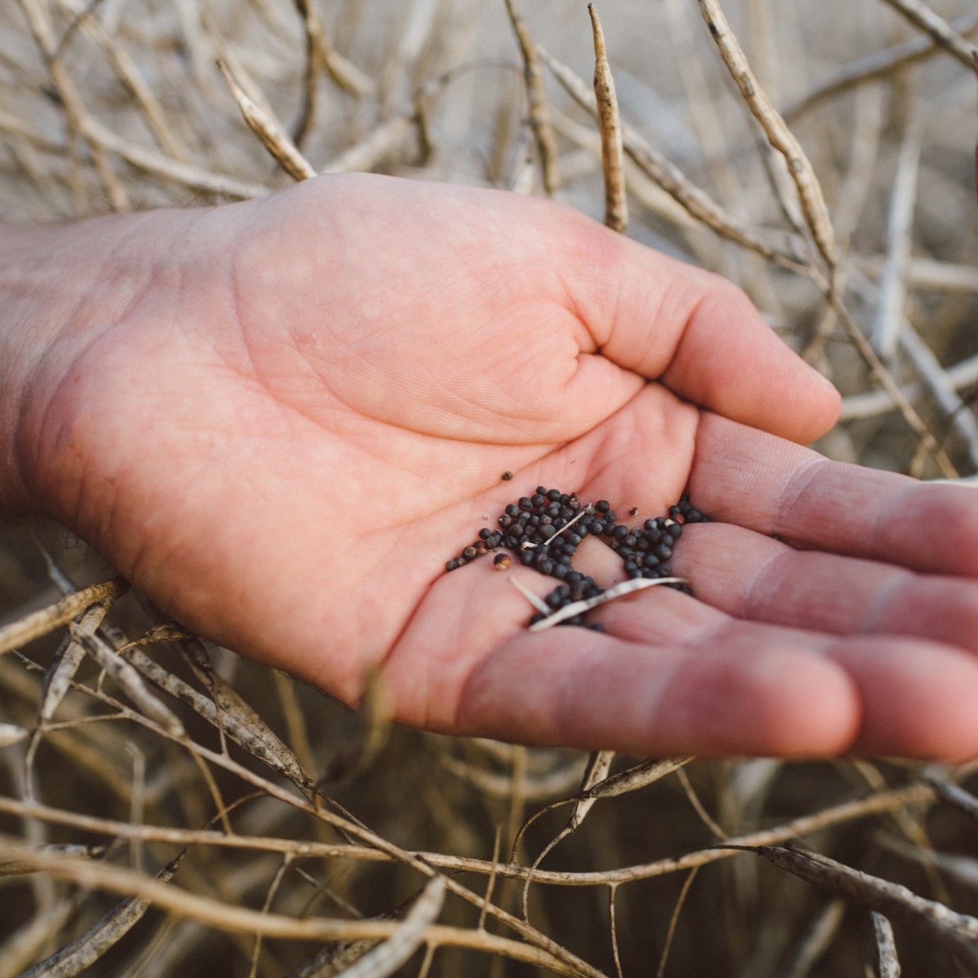 Implantation du colza : réussir son semis et optimiser la cultureMOMONT